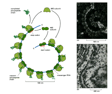 polysome - définition - C'est quoi