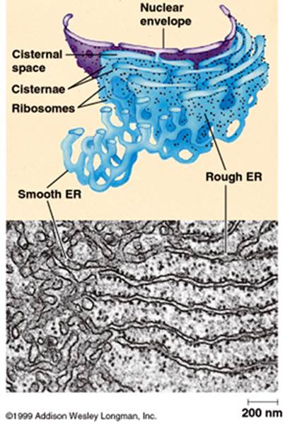 1_CELL_STRUCTURE